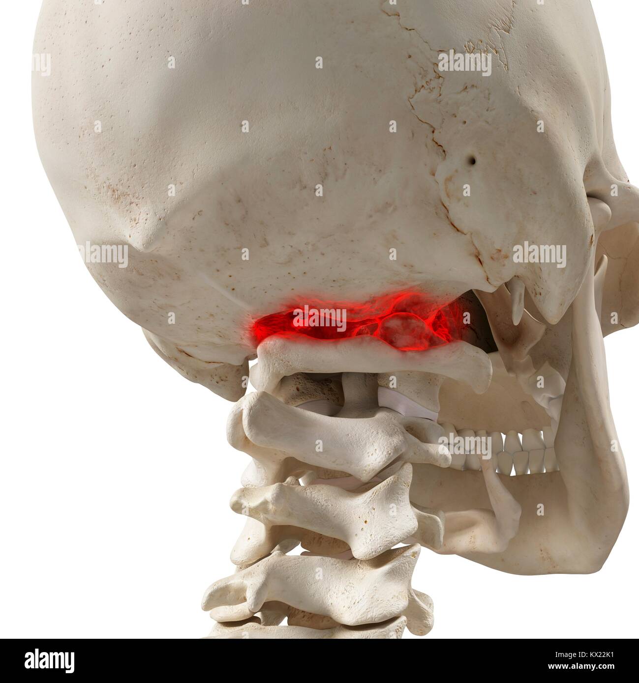 Atlas vertebra hi-res stock photography and images - Alamy