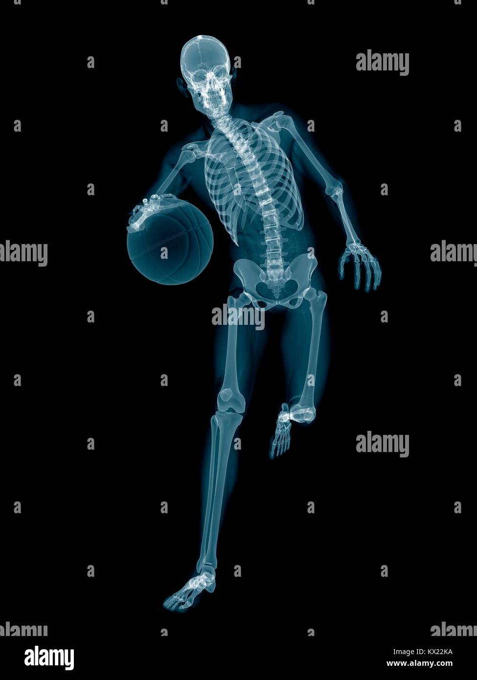 Basketball player's skeletal structure, illustration Stock Photo - Alamy