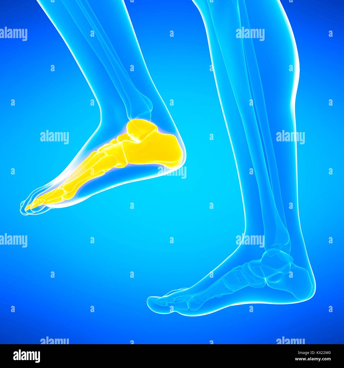 Skeletal system feet High Resolution Stock Photography and Images - Alamy