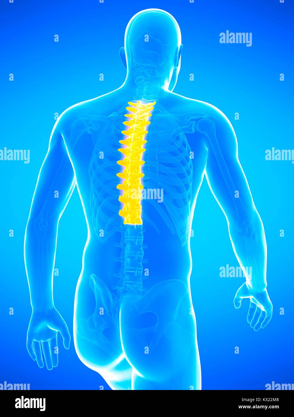 Human thoracic spine hi-res stock photography and images - Alamy