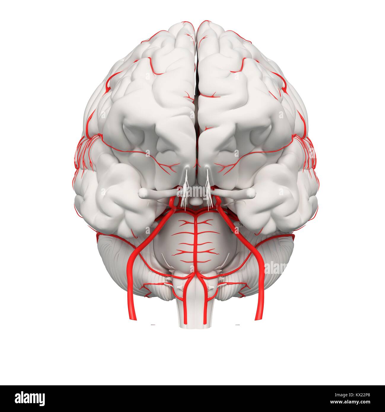 Brain arteries hi-res stock photography and images - Alamy