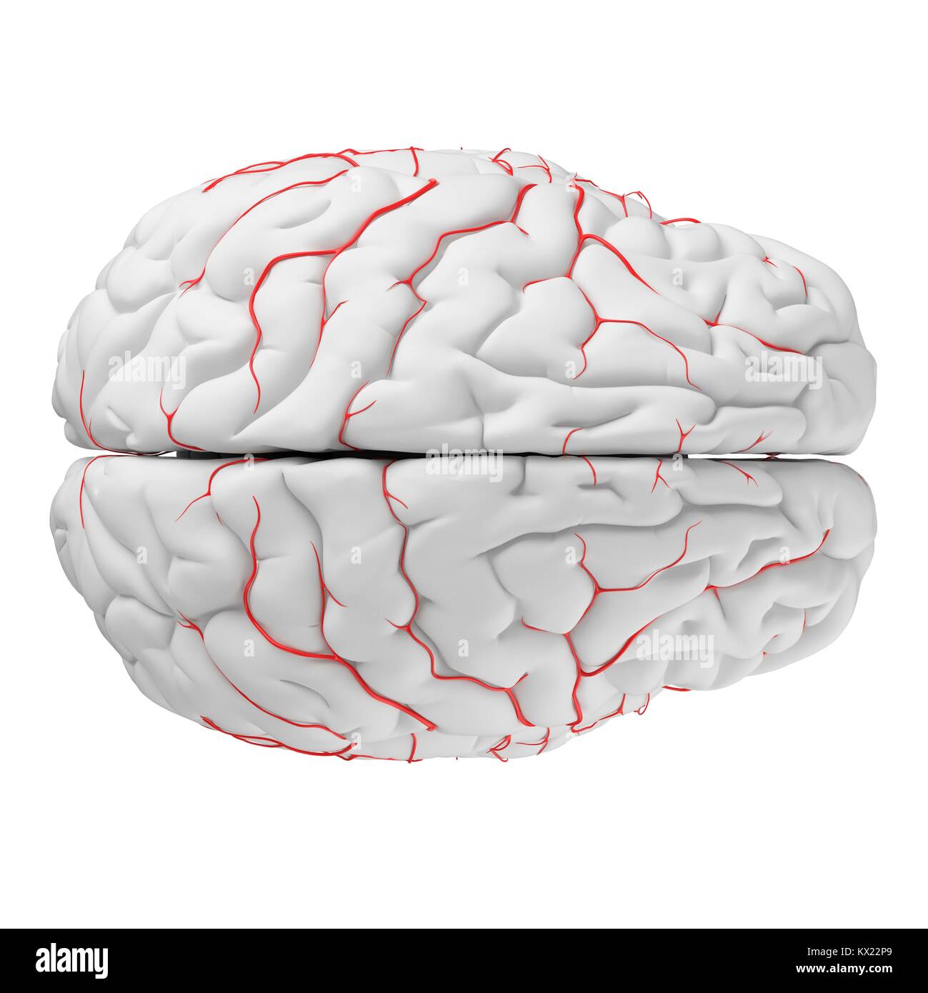 Human brain arteries, illustration Stock Photo - Alamy