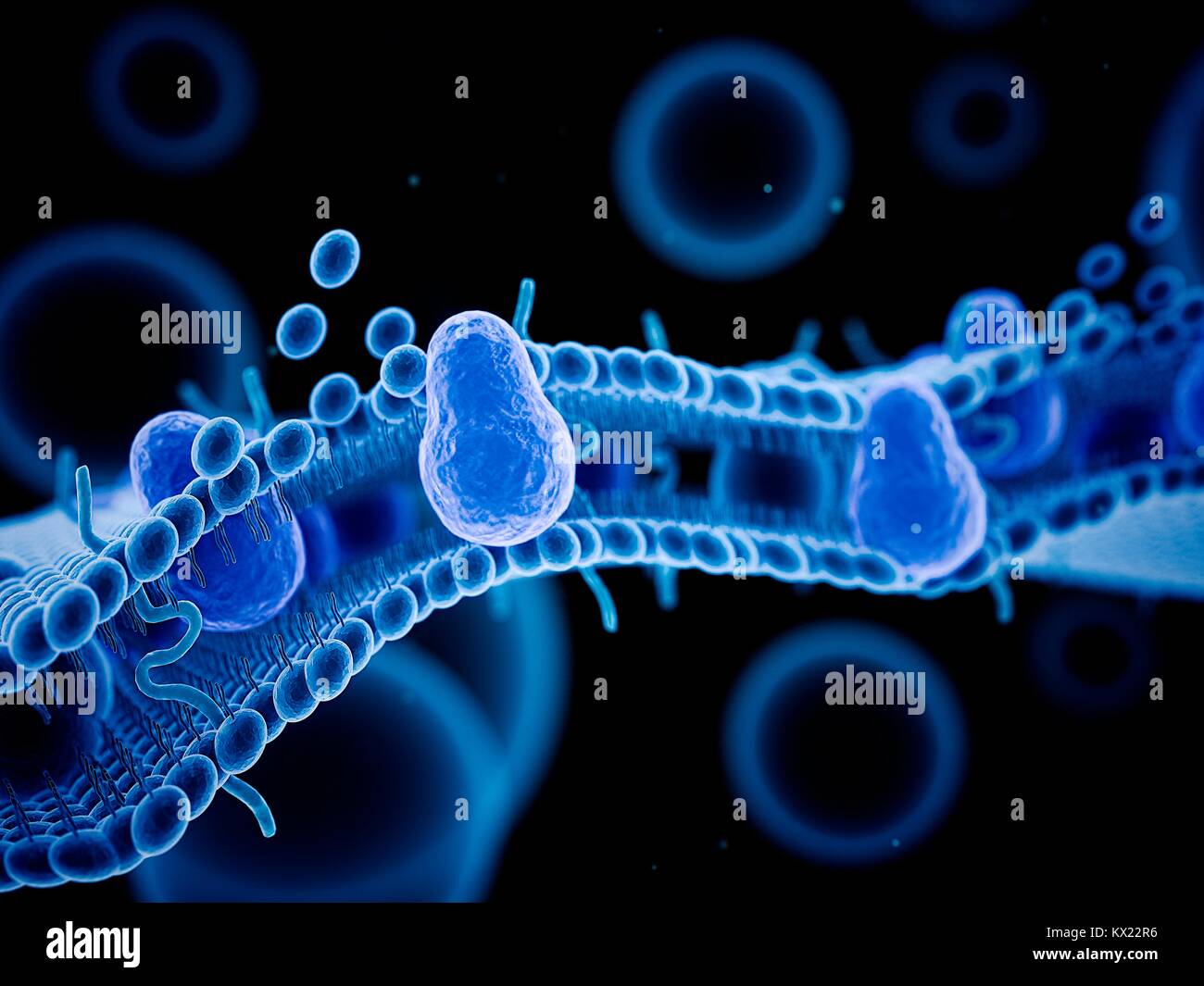 Cell membrane hi-res stock photography and images - Alamy