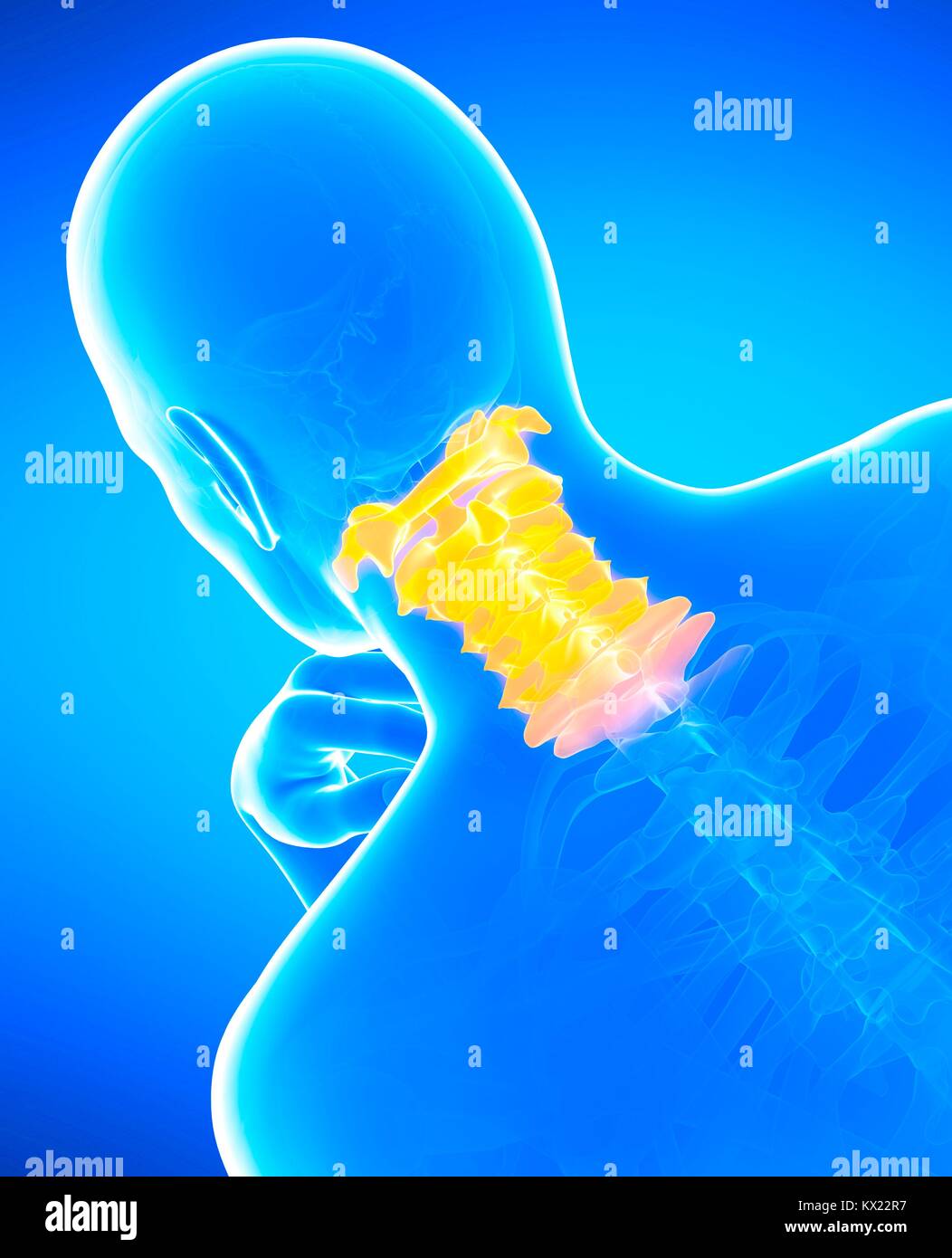 Cervical structure hi-res stock photography and images - Alamy