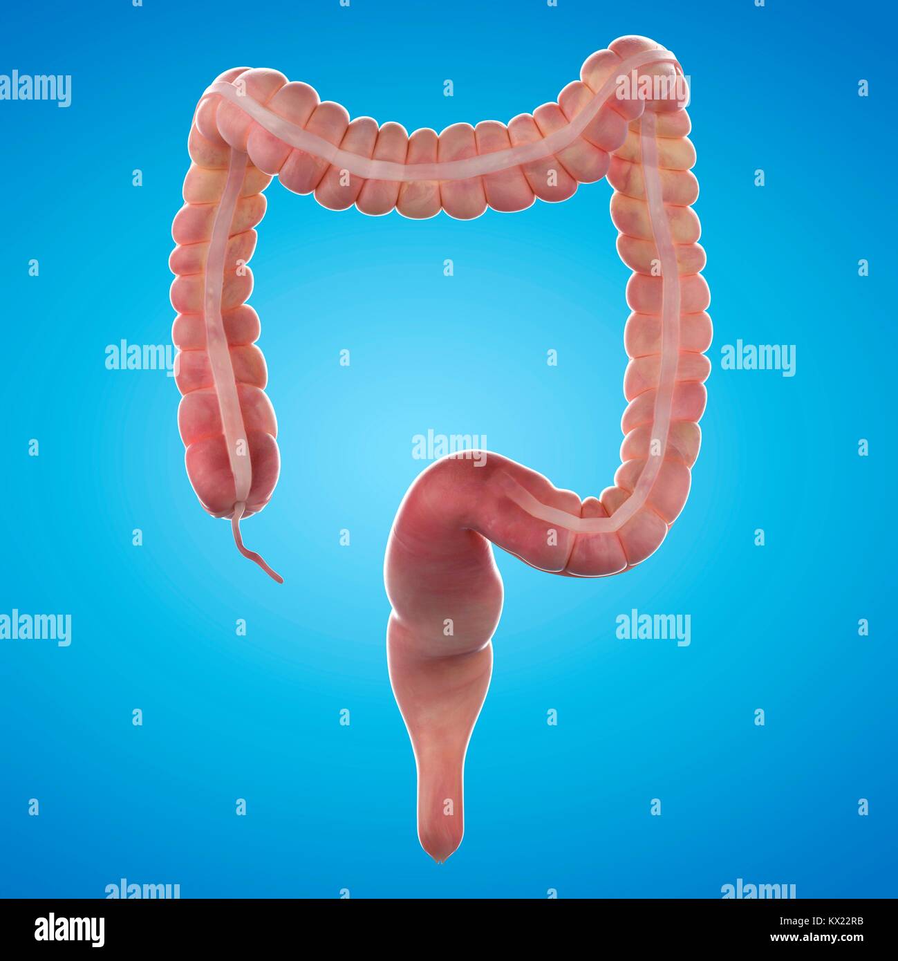 Large intestine, illustration Stock Photo - Alamy