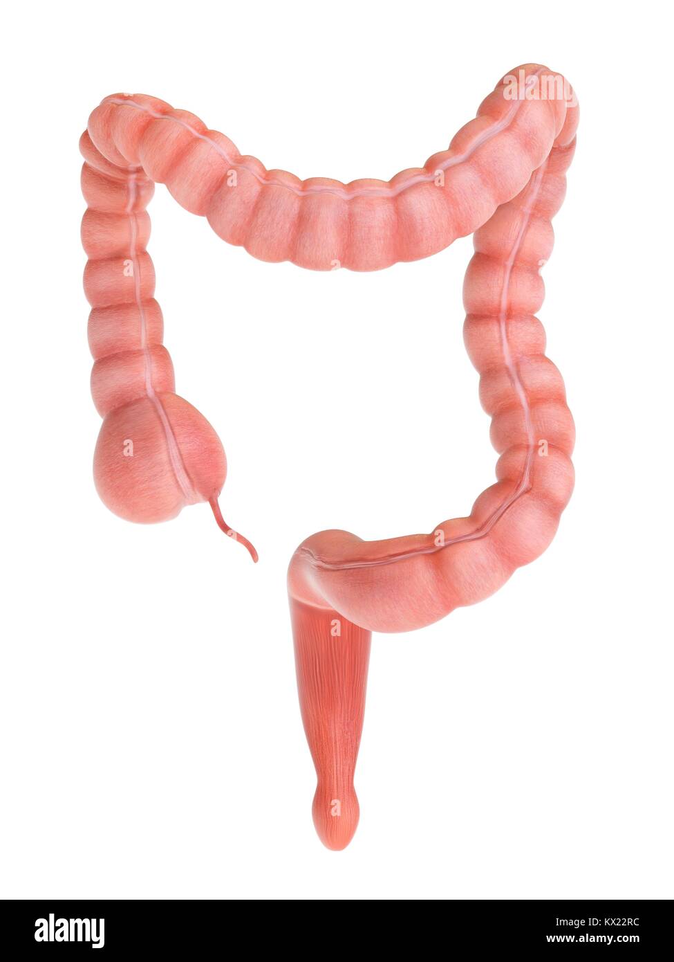 Large intestine illustration Cut Out Stock Images & Pictures - Alamy