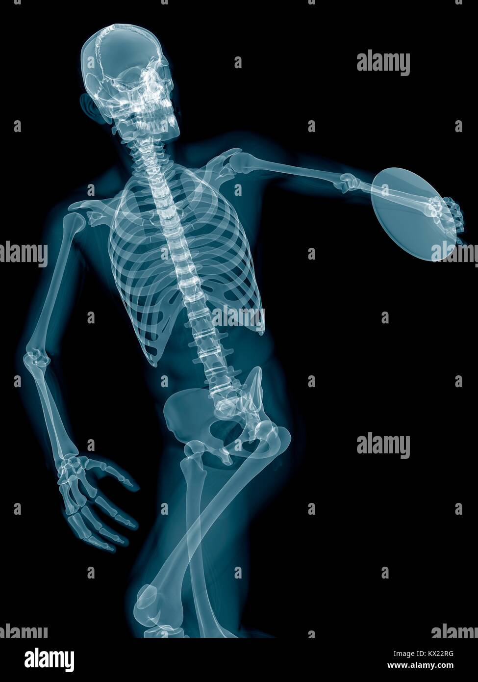 Discus throwers skeletal system hi-res stock photography and images - Alamy