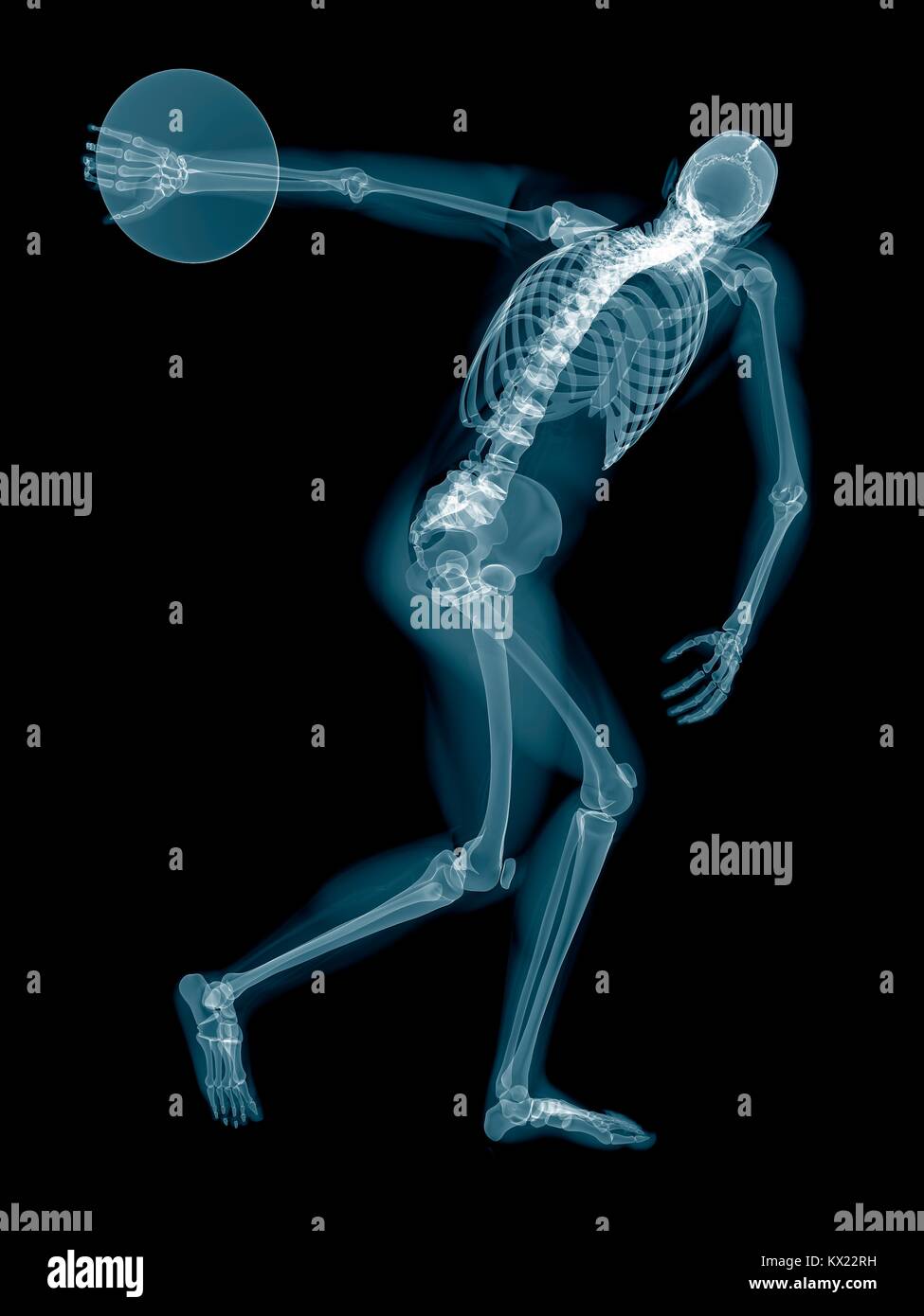 Discus thrower's skeletal system, illustration Stock Photo - Alamy
