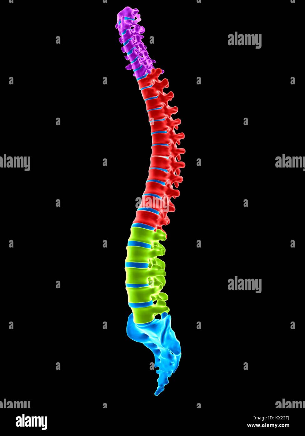 Human spinal sections, illustration Stock Photo - Alamy