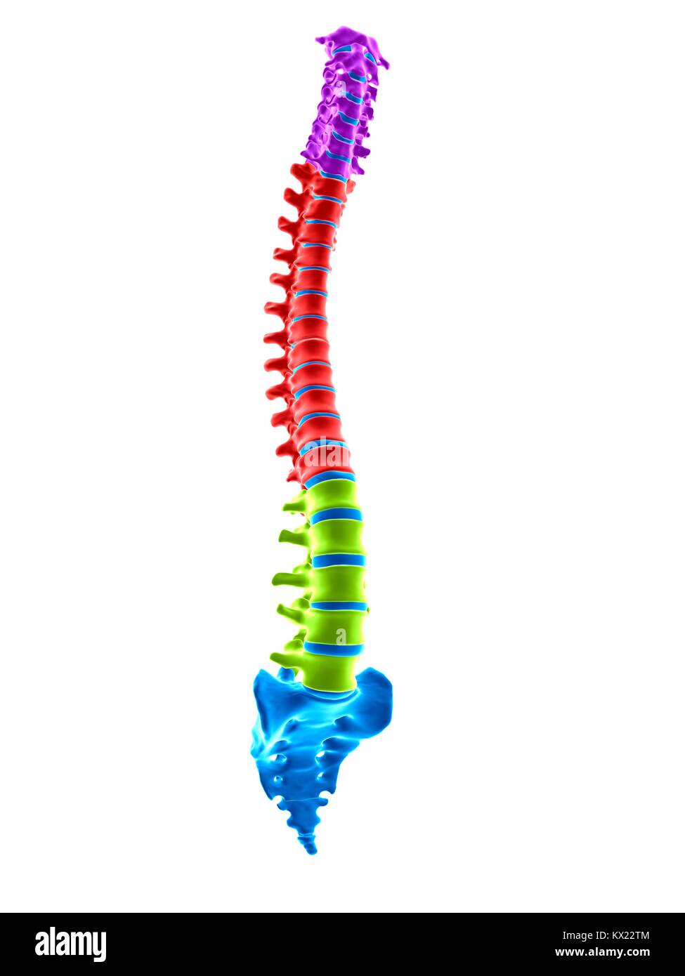 Human spinal sections, illustration Stock Photo - Alamy
