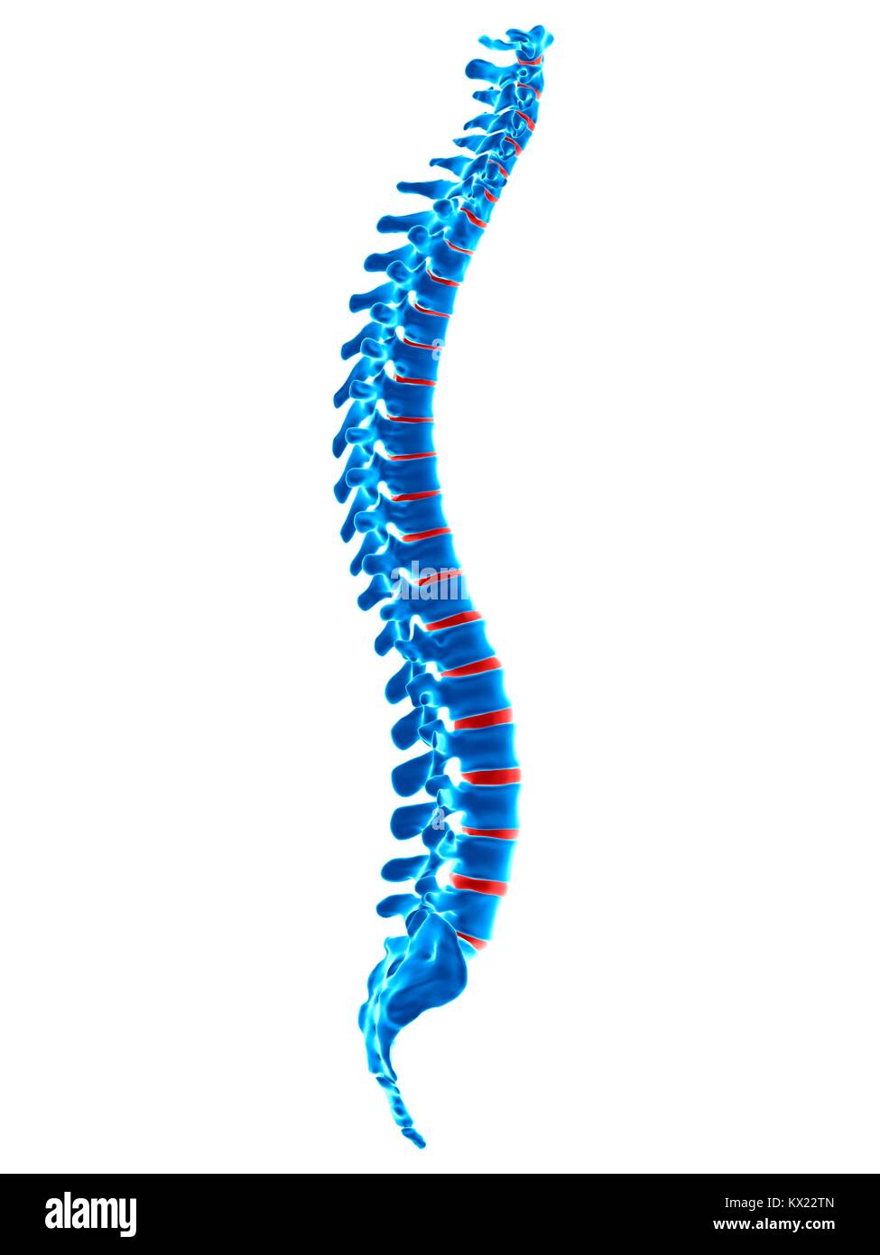 Human spinal discs Cut Out Stock Images & Pictures - Alamy