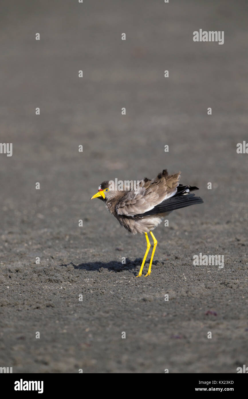 African wattled lapwing Vanellus senegallus, adult, rousing wing ...