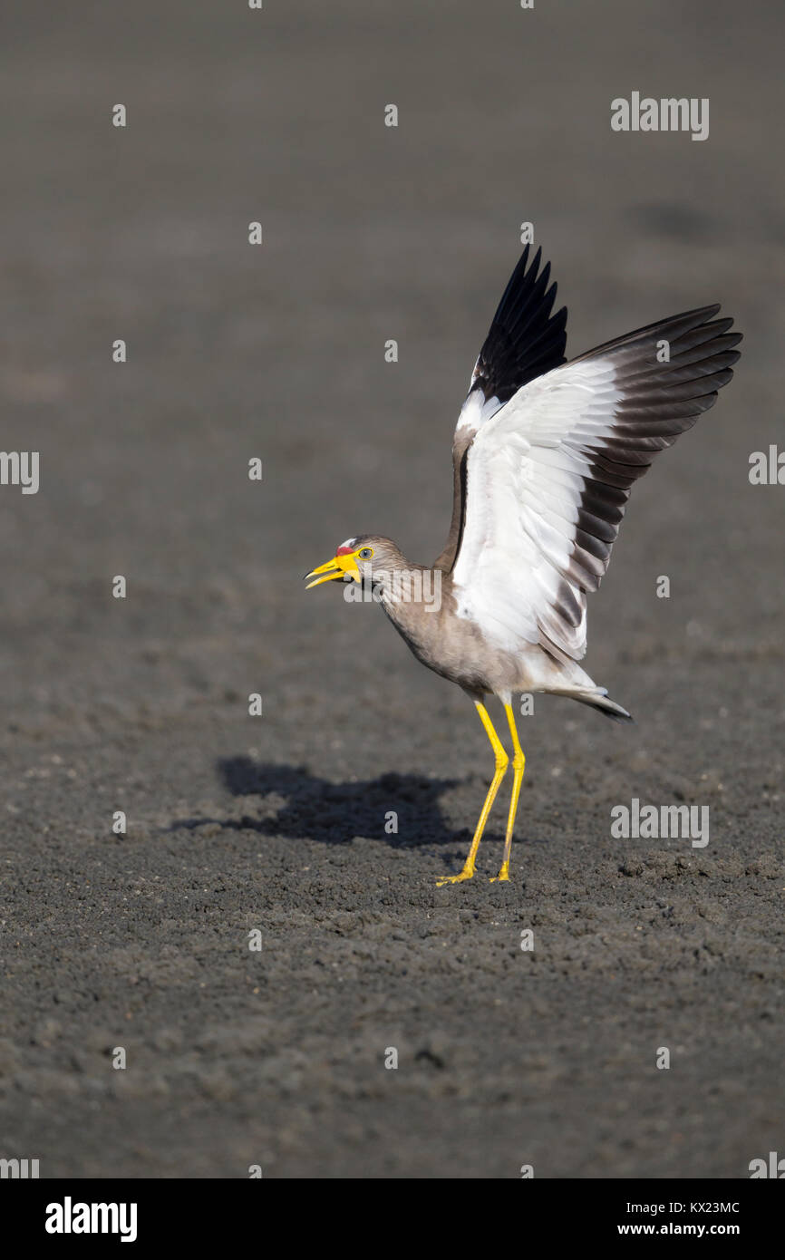 African wattled lapwing Vanellus senegallus, adult, displaying & wing ...