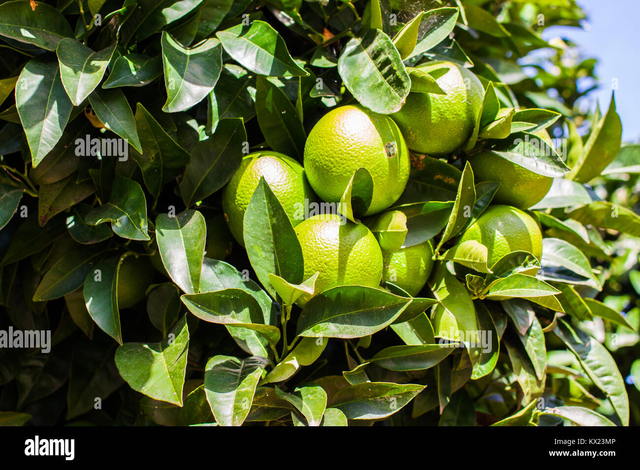 Citrus Plantation Spain High Resolution Stock Photography and Images ...