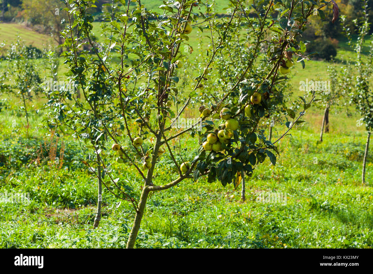 Cider tree tree of cider hi-res stock photography and images - Alamy