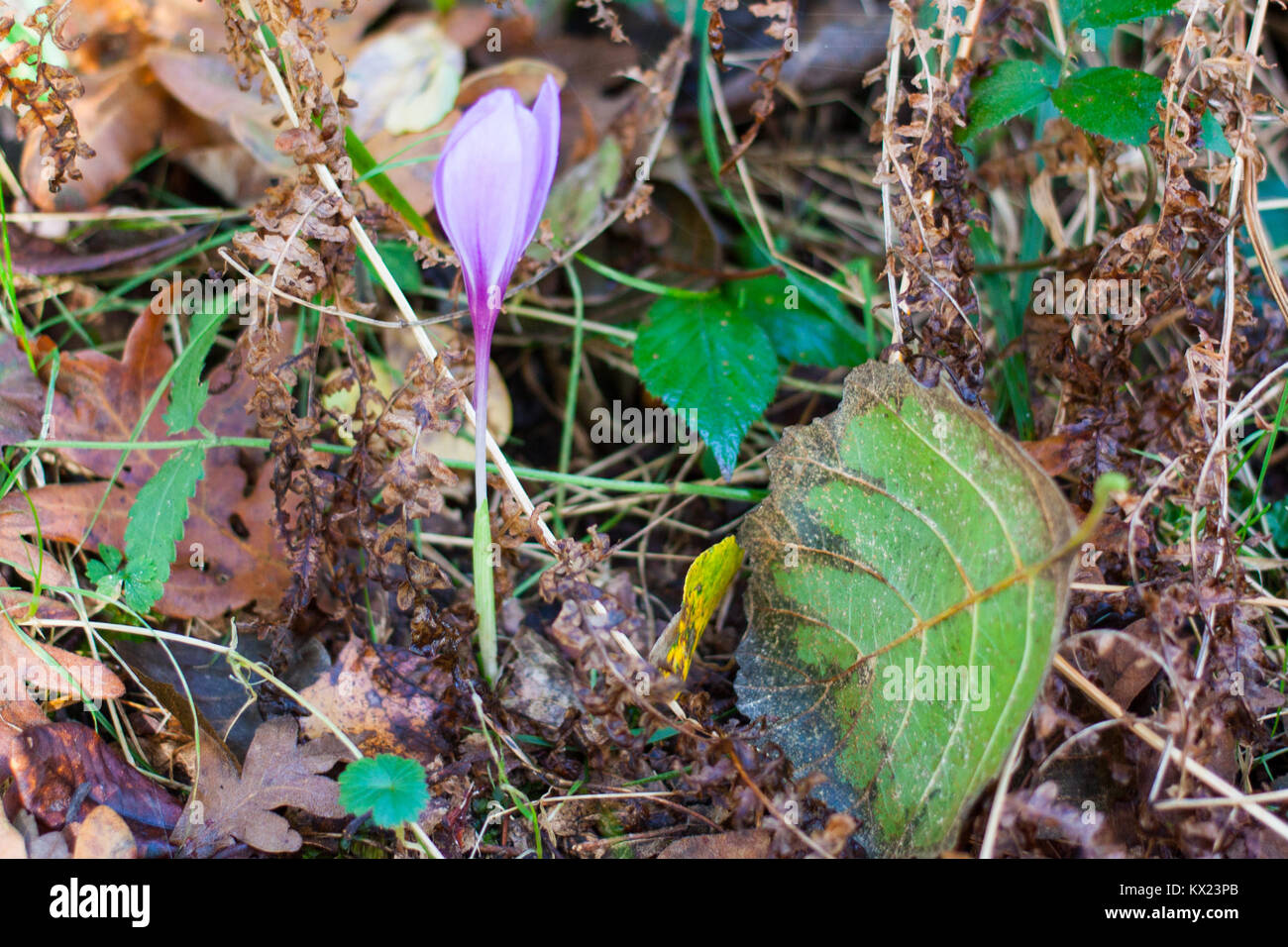 Crocus flower growing in the forest through dry autumn leaves Stock ...