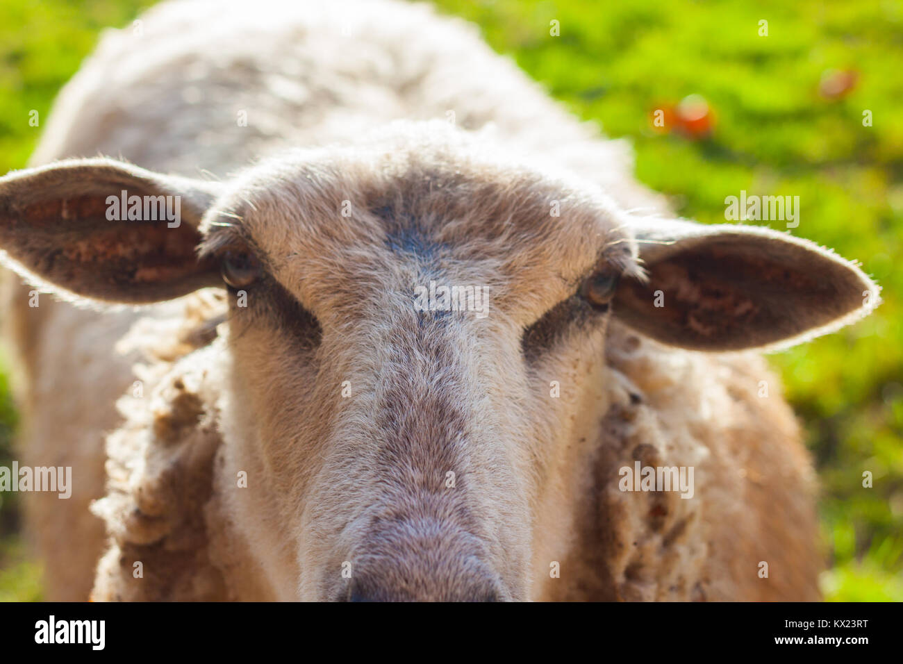 Closeup sheep hi-res stock photography and images - Alamy