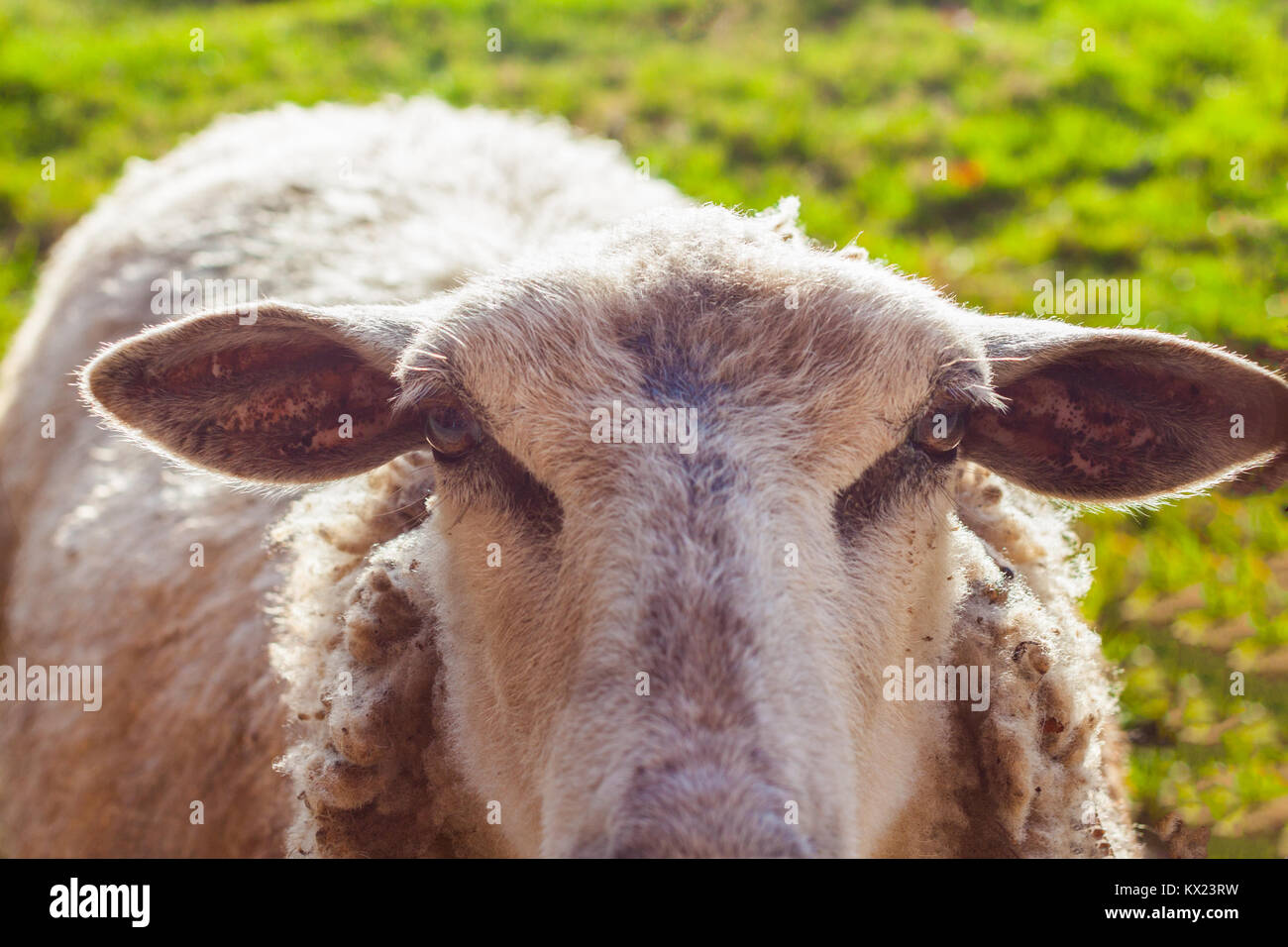 Closeup sheep hi-res stock photography and images - Alamy