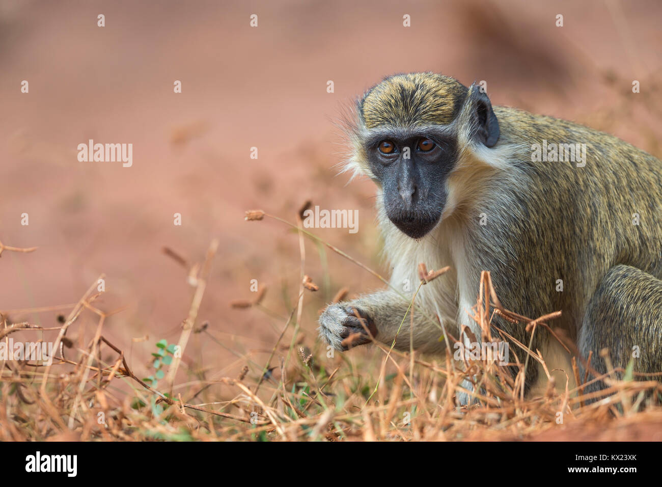 Green monkey Chlorocebus sabaeus, adult, feeding, Bamba Tenda, The ...