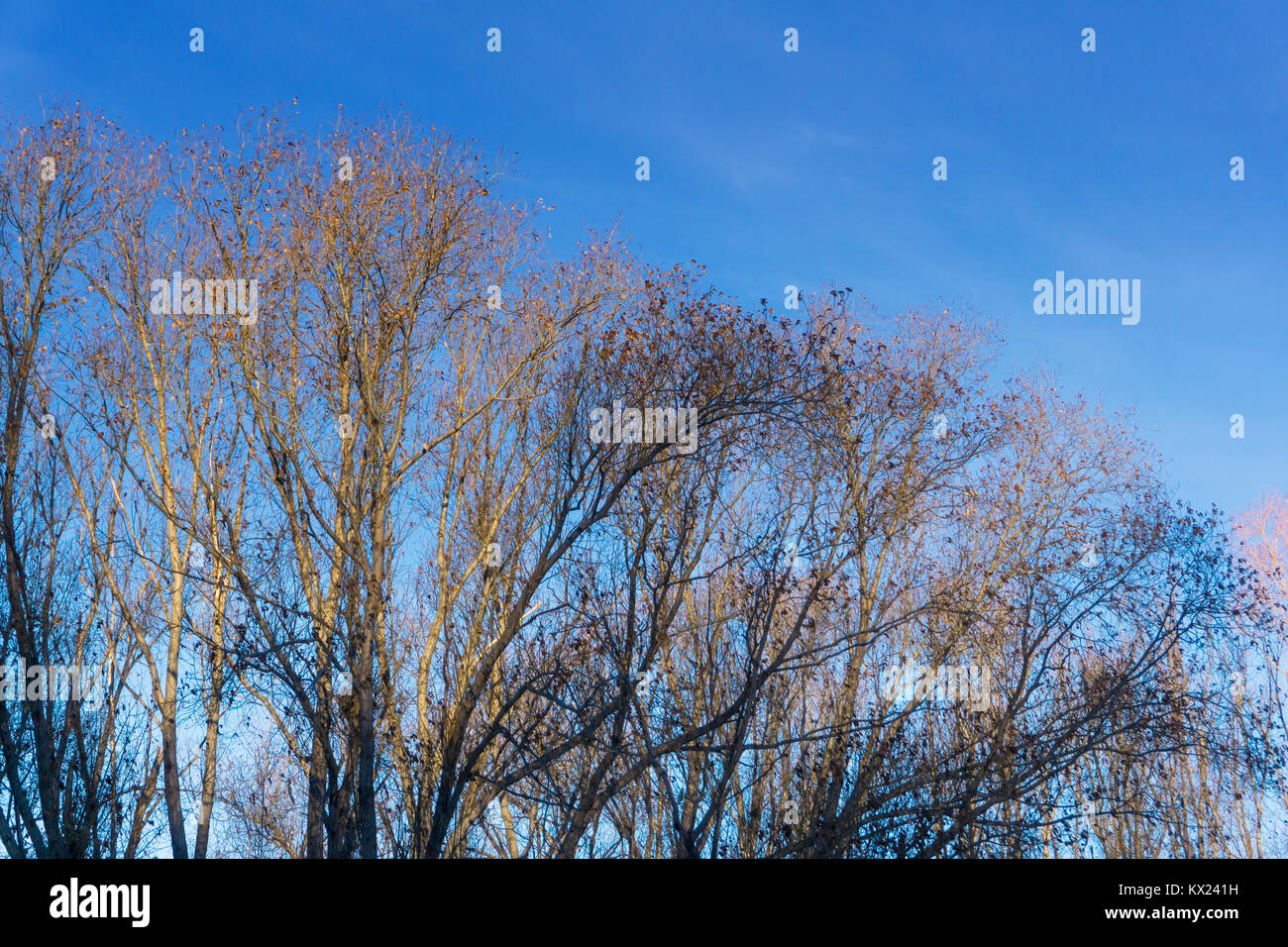 Confederation Park, Calgary AB Stock Photo - Alamy
