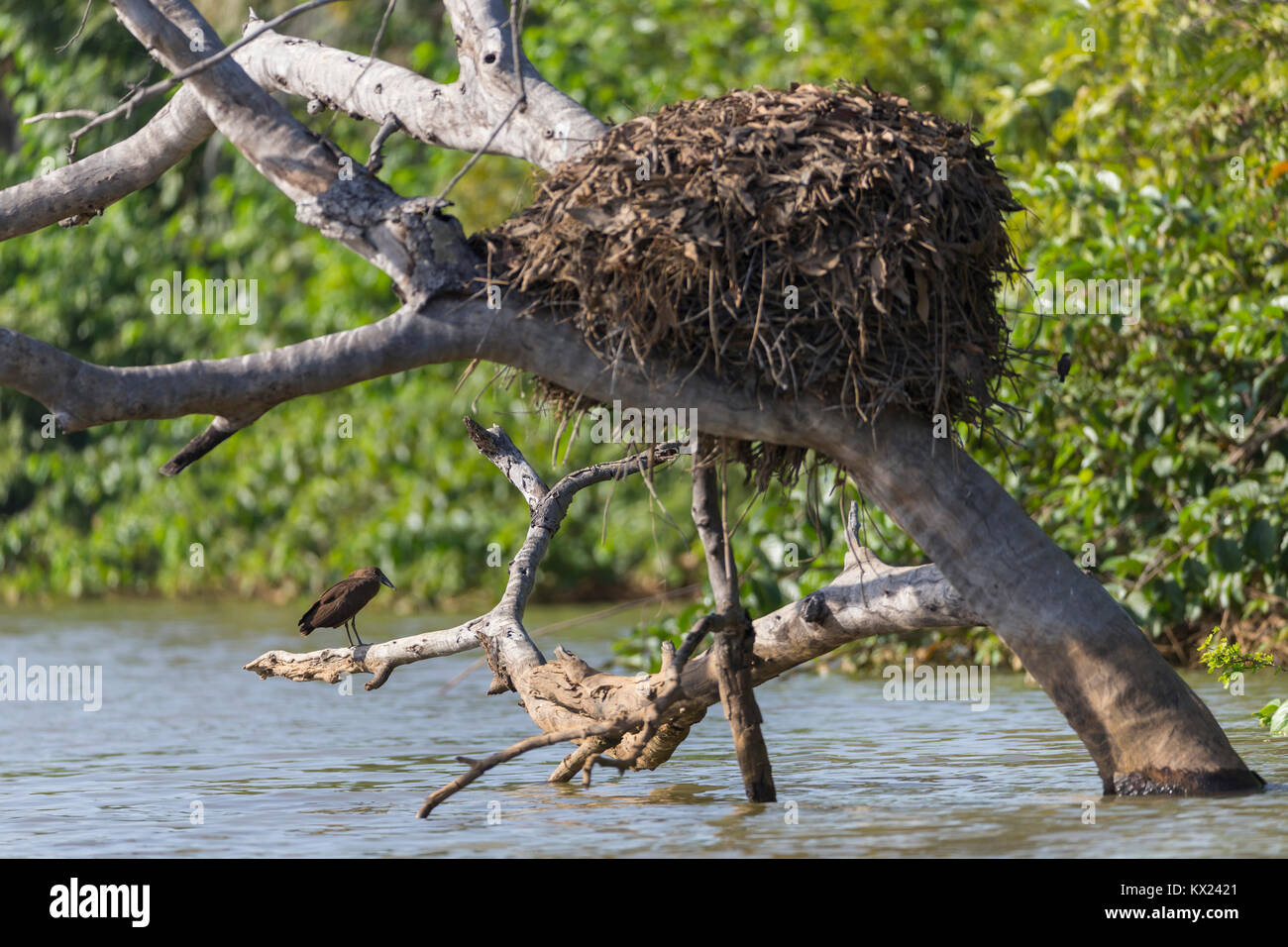 Hamerkop nest hi-res stock photography and images - Alamy