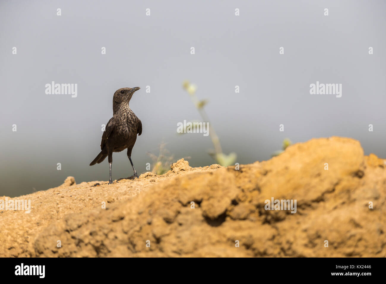 Northern anteater chat Myrmecocichla aethiops, adult, perched on sandy ...