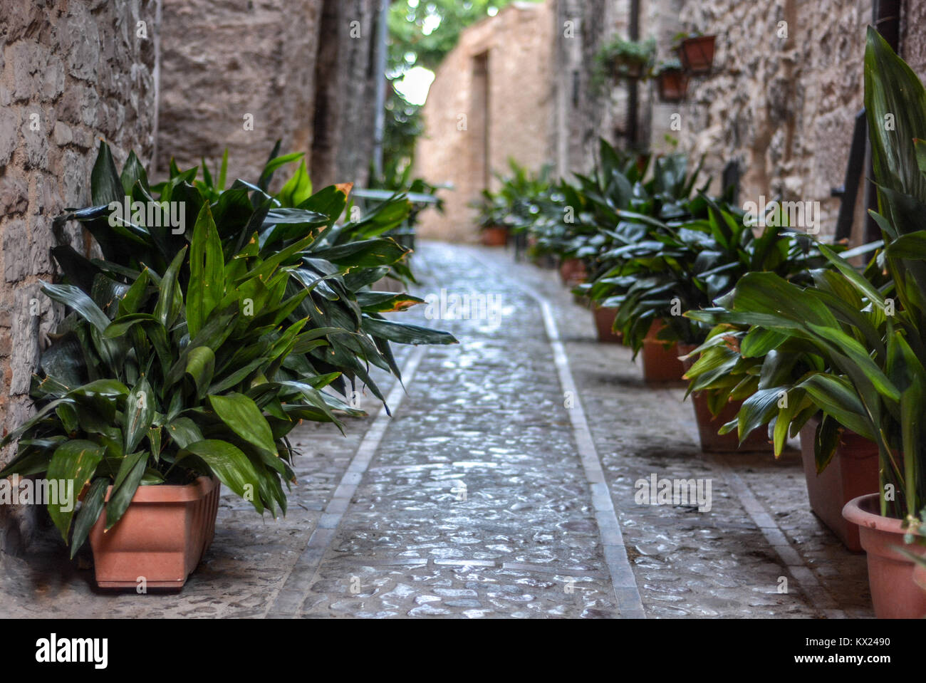 a narrow laneway with pot plants on each side Stock Photo - Alamy