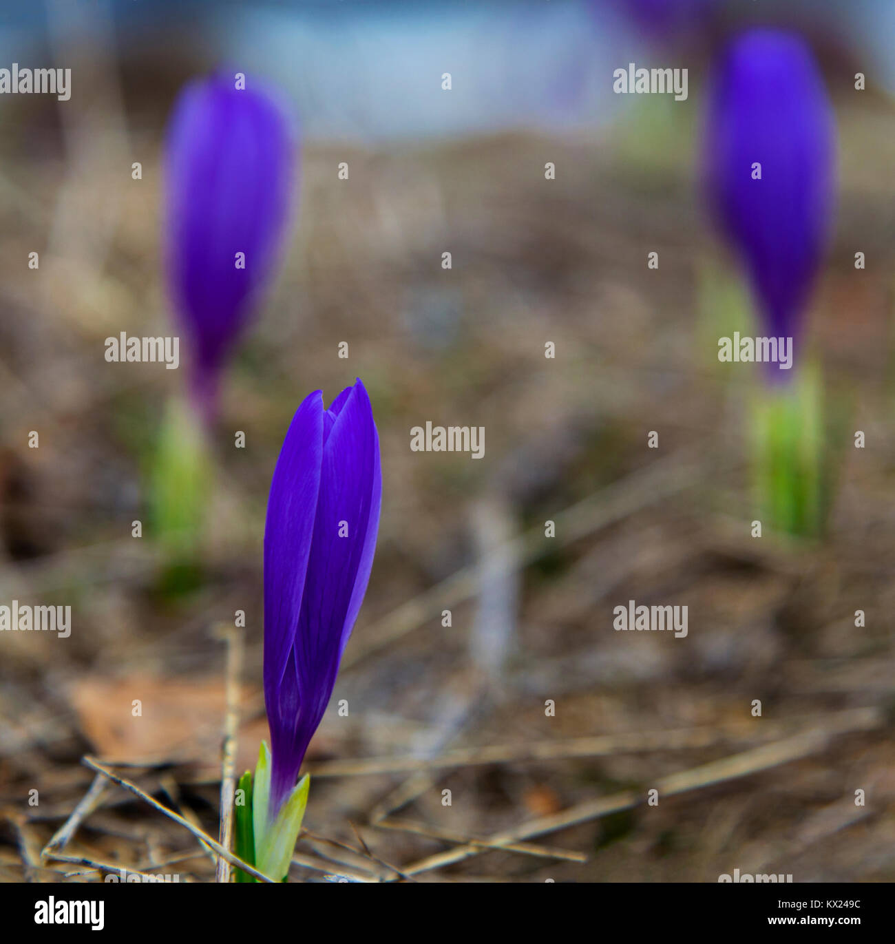 Beautiful blue crocus closeup Stock Photo - Alamy