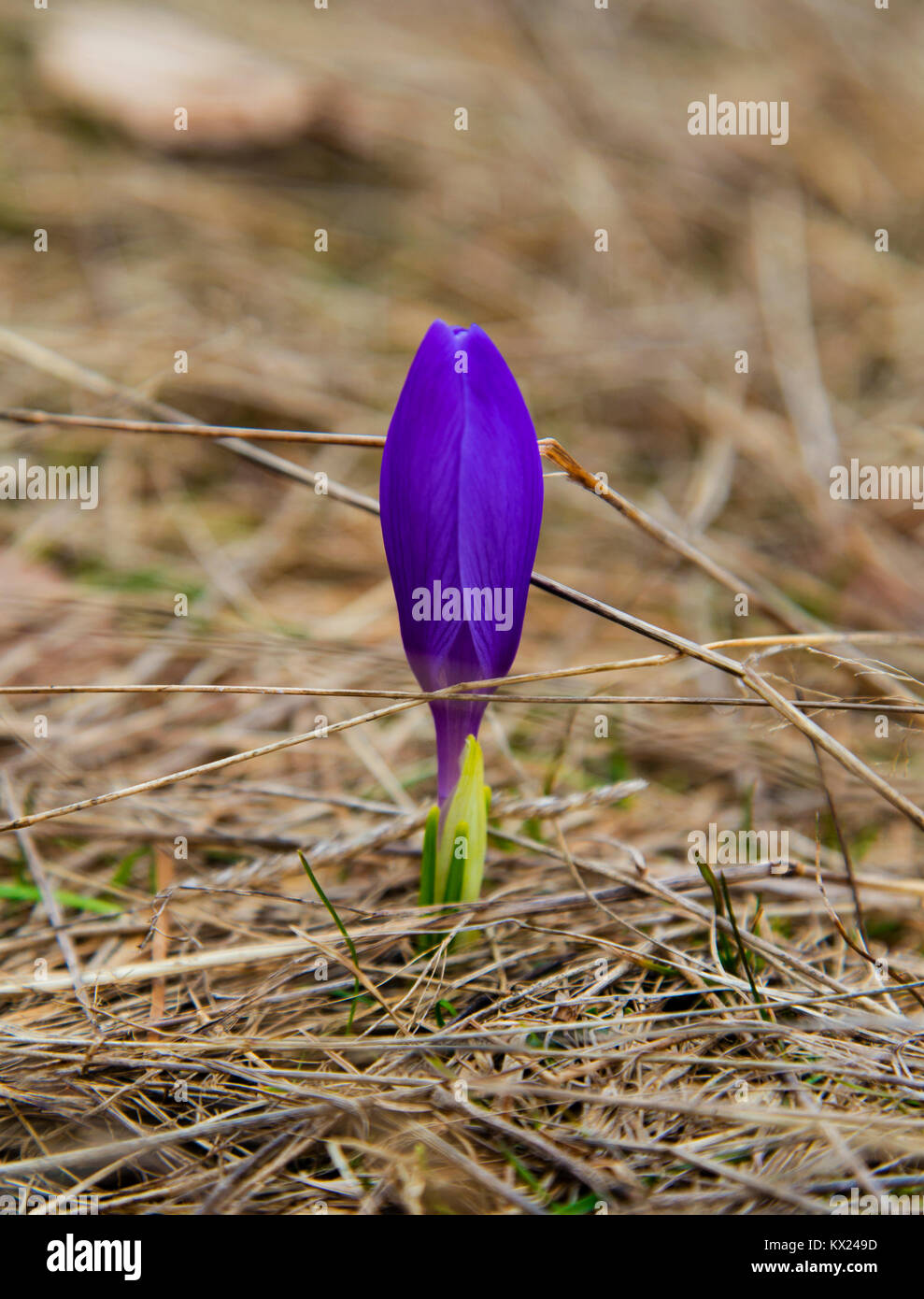 Beautiful blue crocus closeup Stock Photo - Alamy