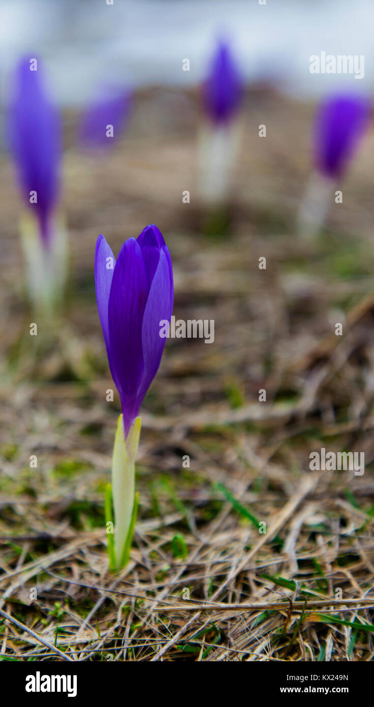 Beautiful blue crocus closeup Stock Photo - Alamy