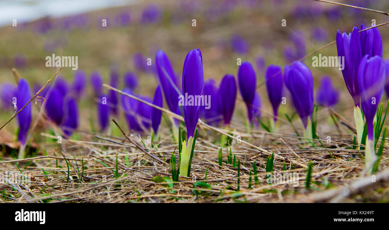 Beautiful blue crocus closeup Stock Photo - Alamy