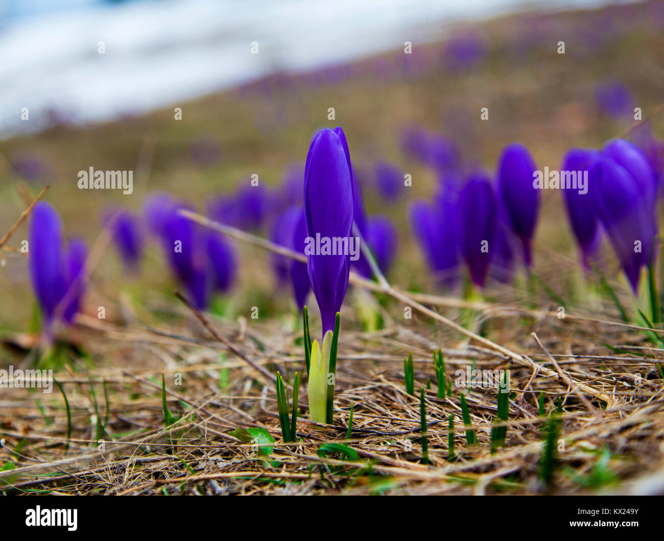 Beautiful blue crocus closeup Stock Photo - Alamy