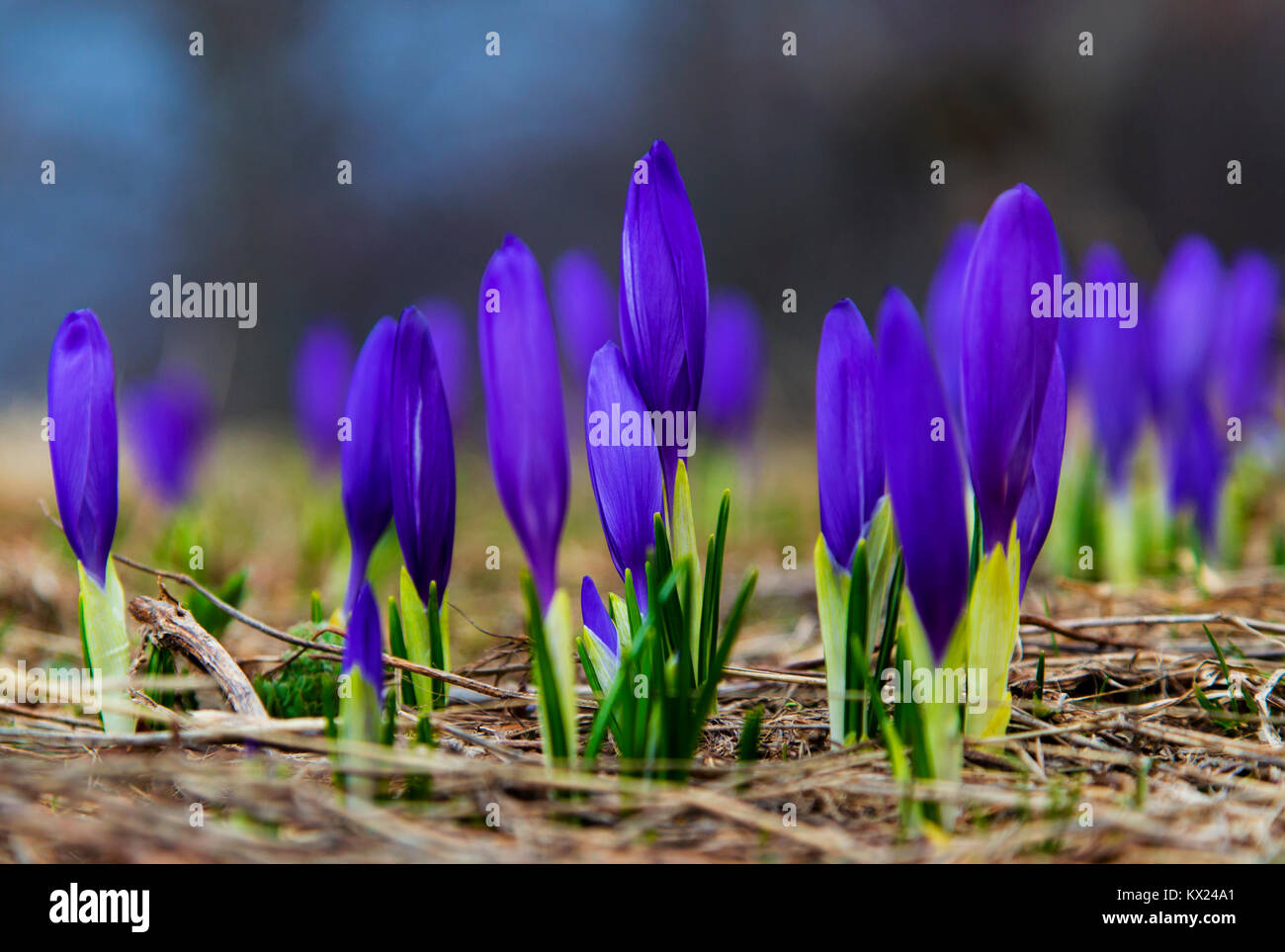 Beautiful blue crocus closeup Stock Photo - Alamy