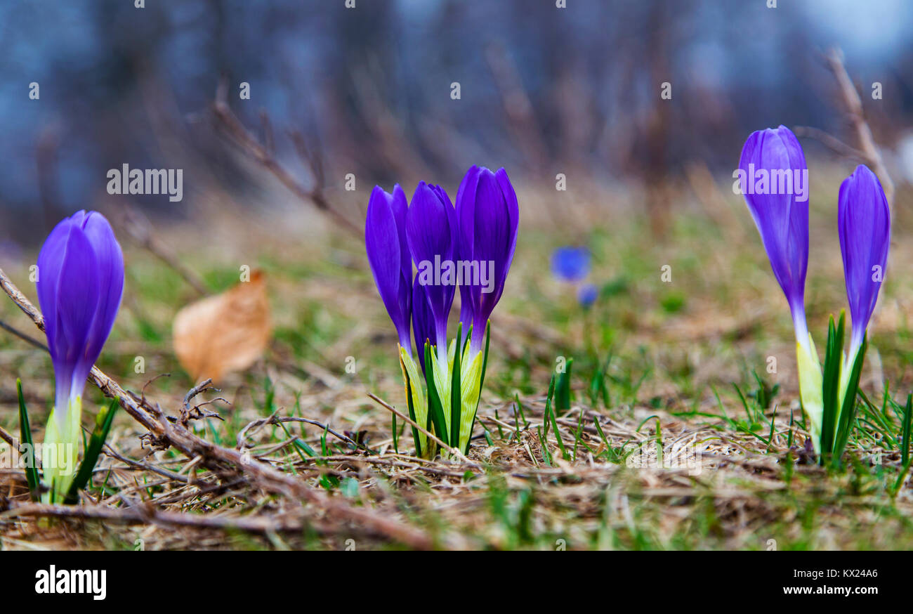 Beautiful blue crocus closeup Stock Photo - Alamy