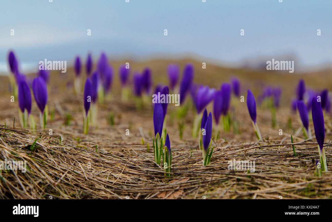 Beautiful blue crocus closeup Stock Photo - Alamy
