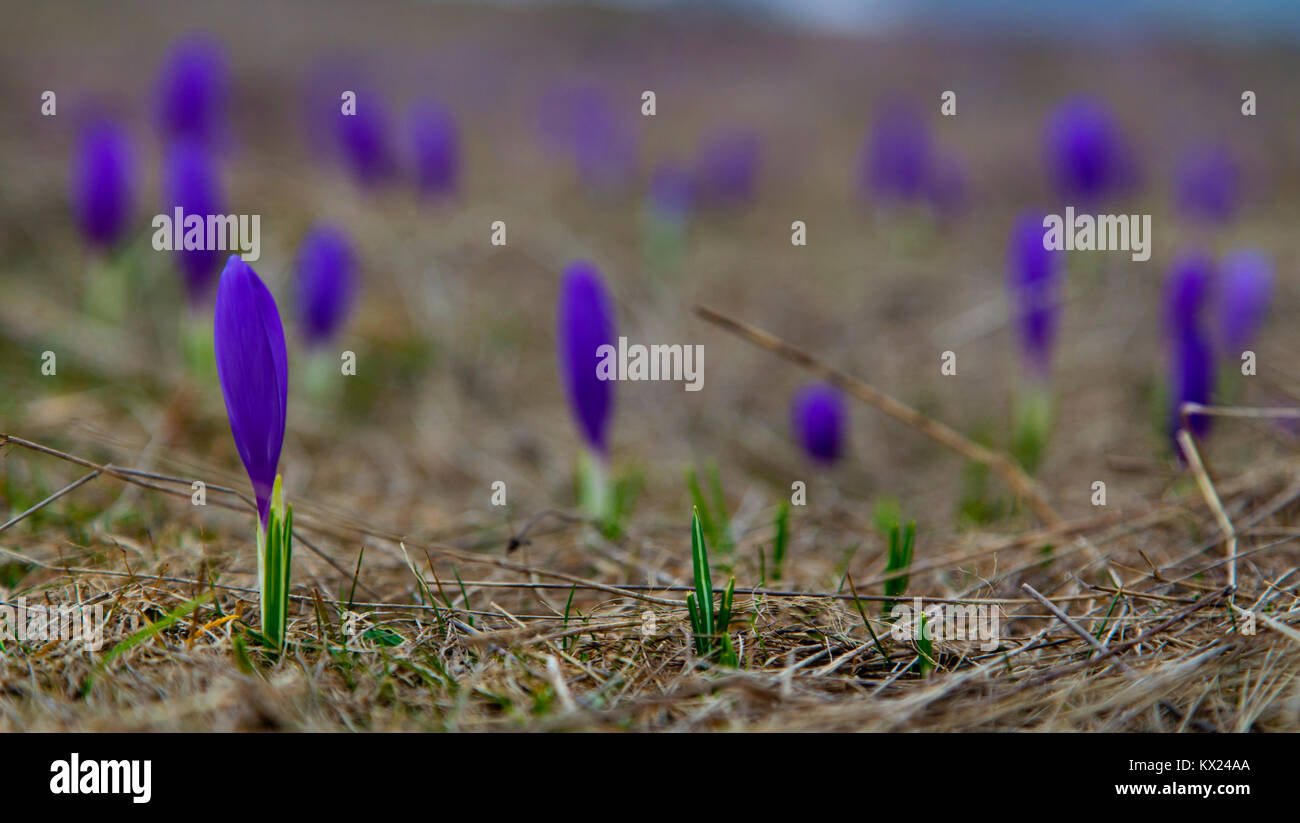 Beautiful blue crocus closeup Stock Photo - Alamy