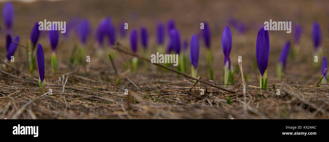 Beautiful blue crocus closeup Stock Photo - Alamy