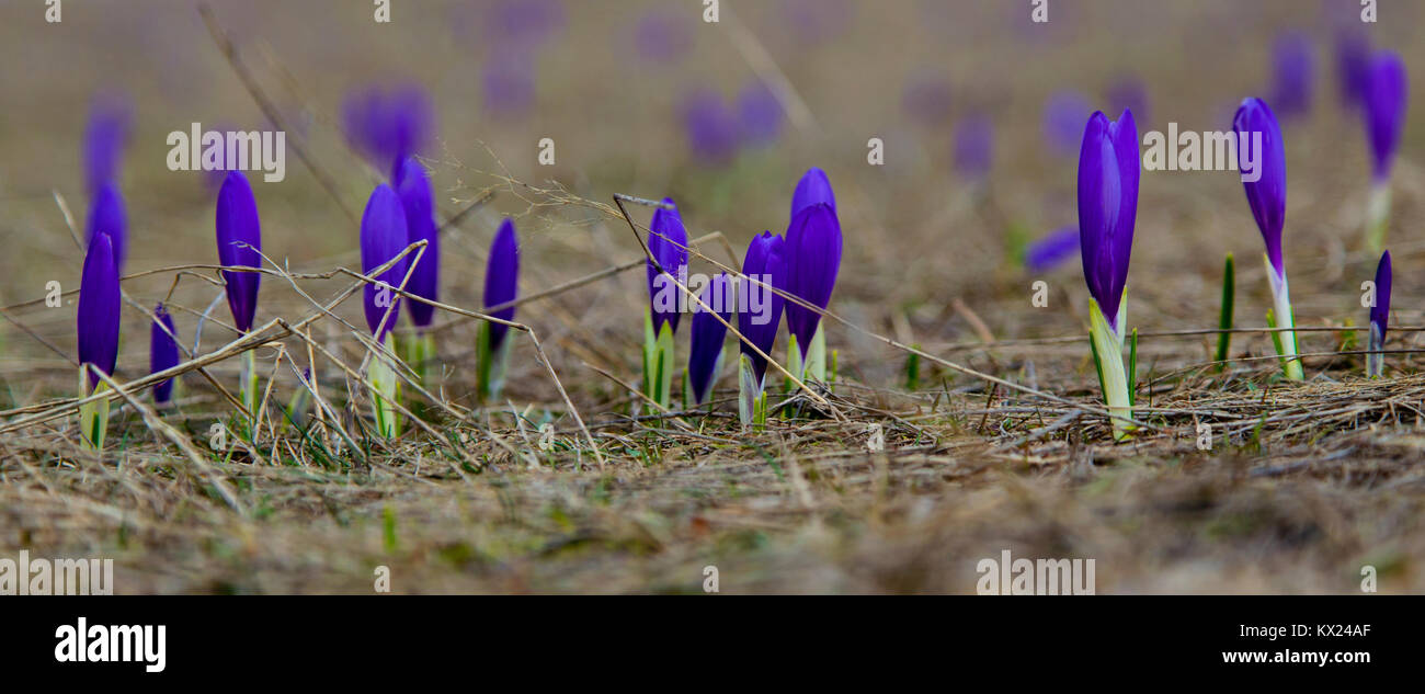 Beautiful blue crocus closeup Stock Photo - Alamy