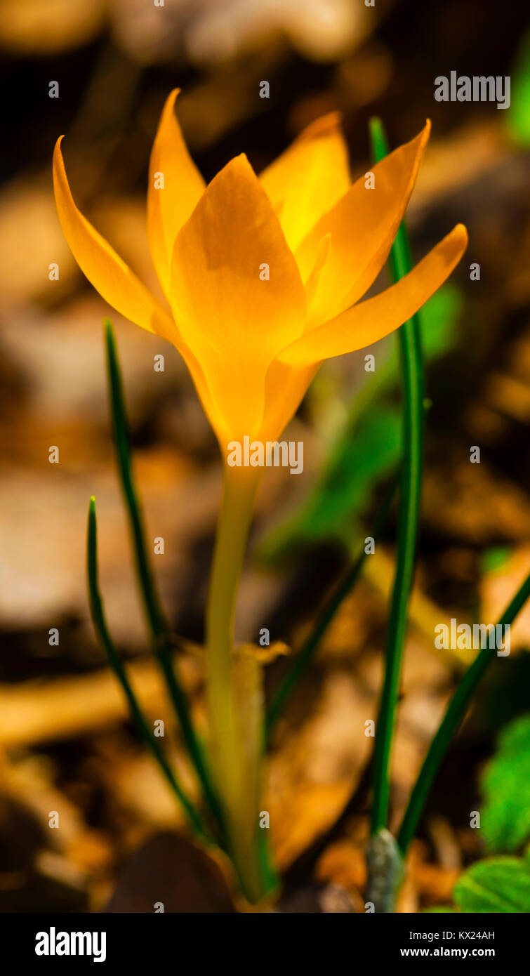 Beautiful yellow crocus closeup Stock Photo - Alamy