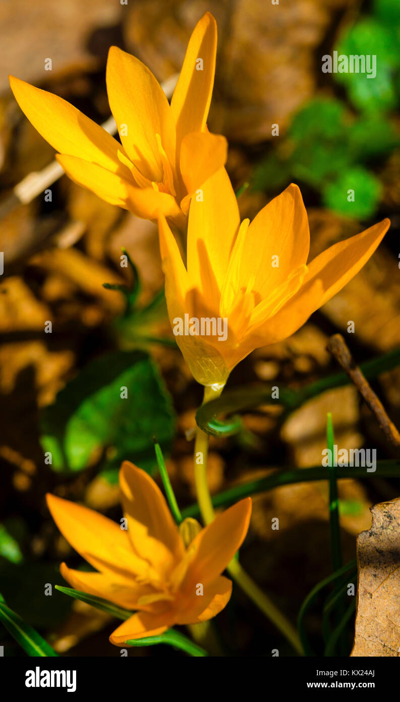 Beautiful yellow crocus closeup Stock Photo - Alamy