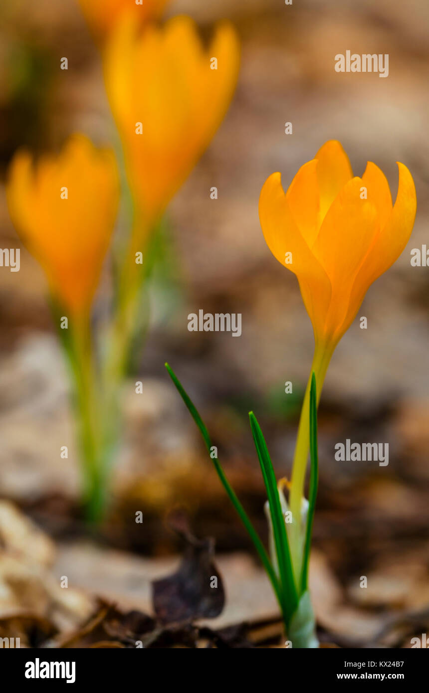 Beautiful yellow crocus closeup Stock Photo - Alamy