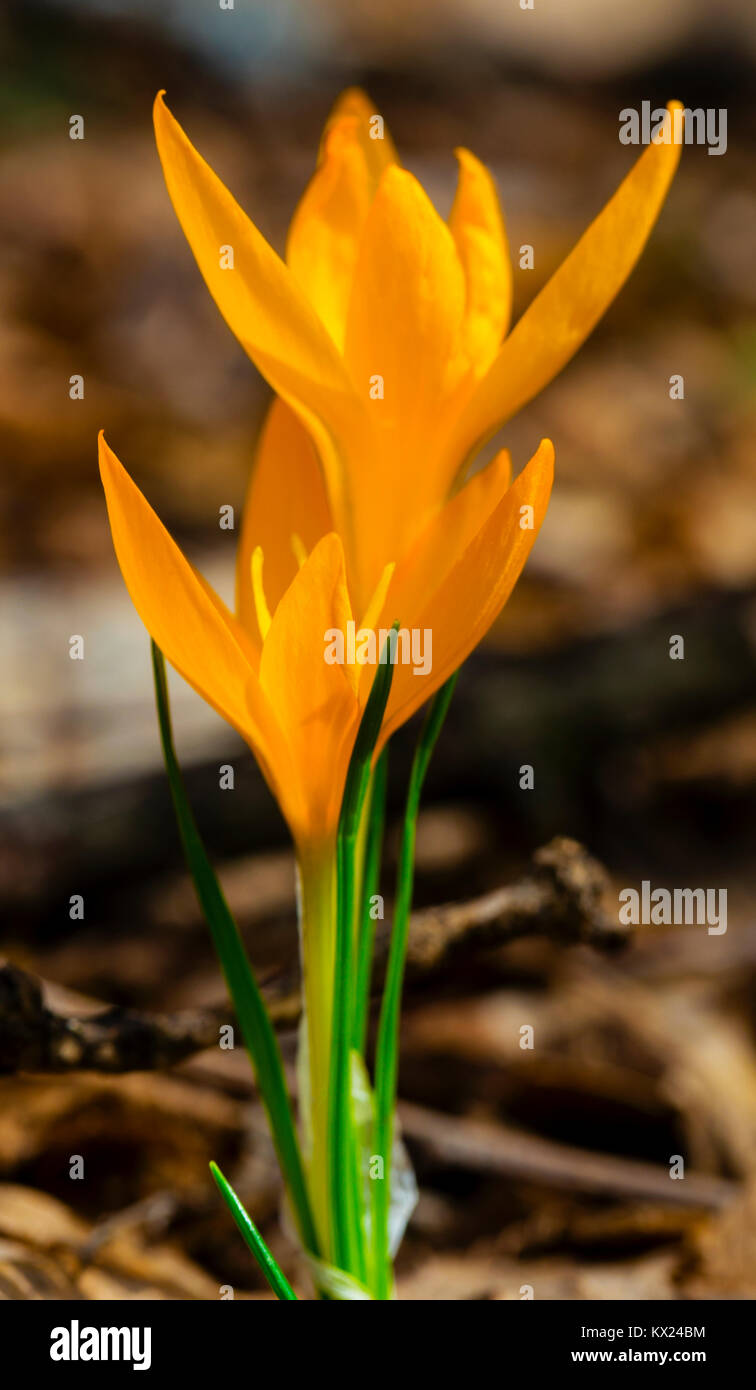 Beautiful yellow crocus closeup Stock Photo - Alamy