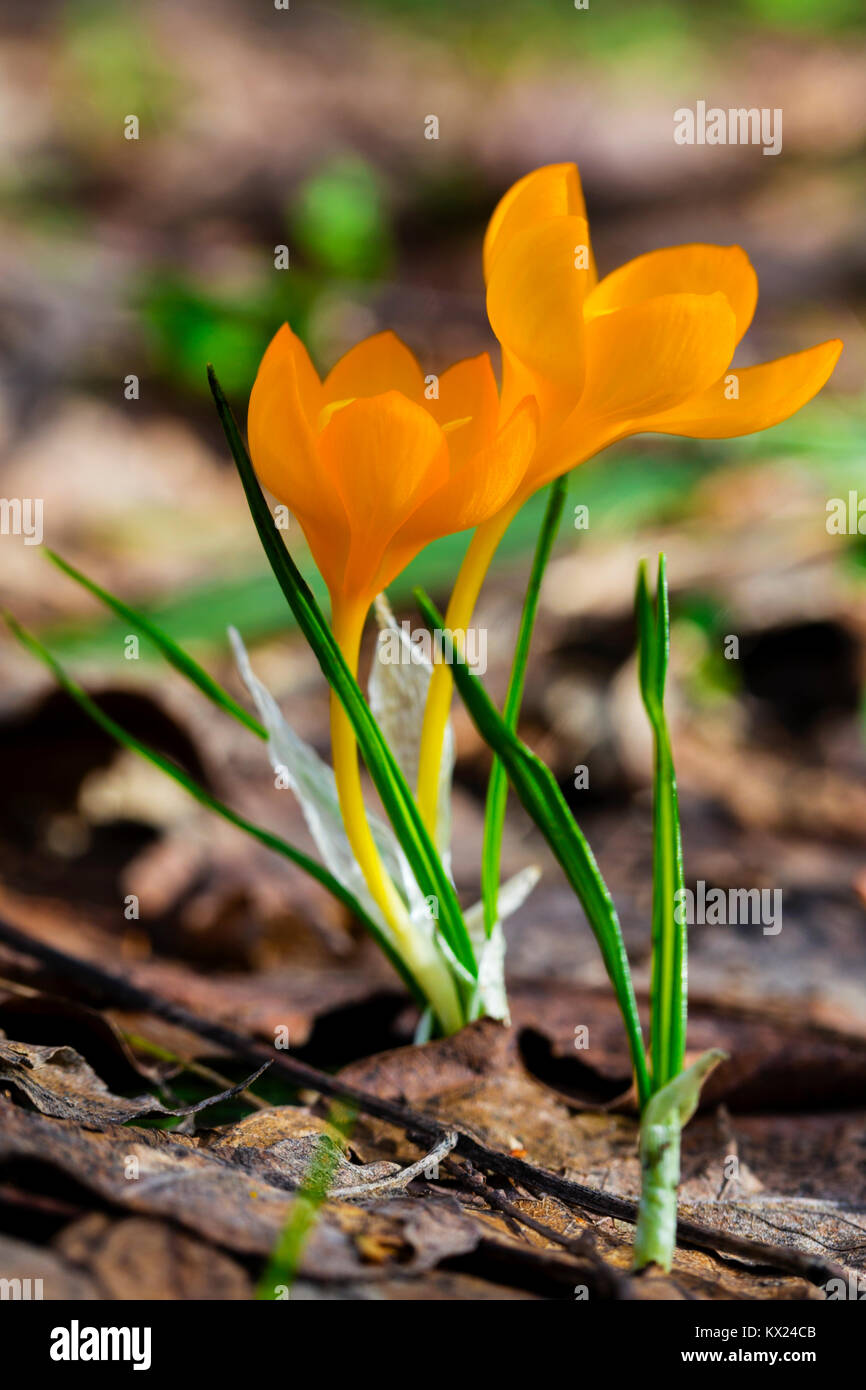 Beautiful yellow crocus closeup Stock Photo - Alamy