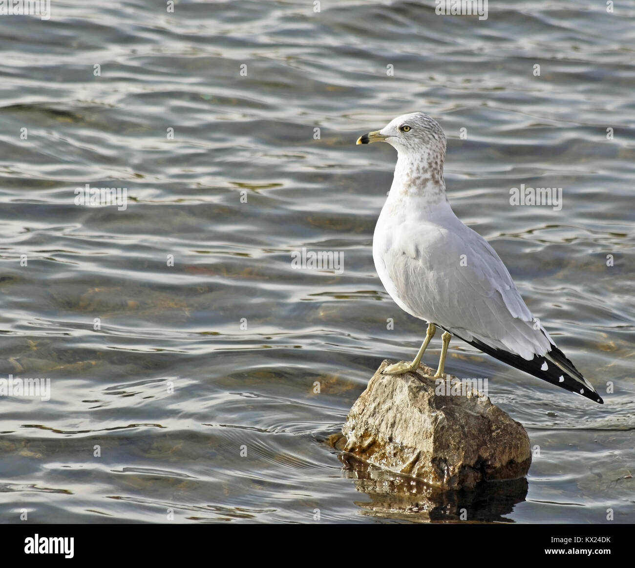 Seagull standing on a rock that is surrounded by water looking out at ...