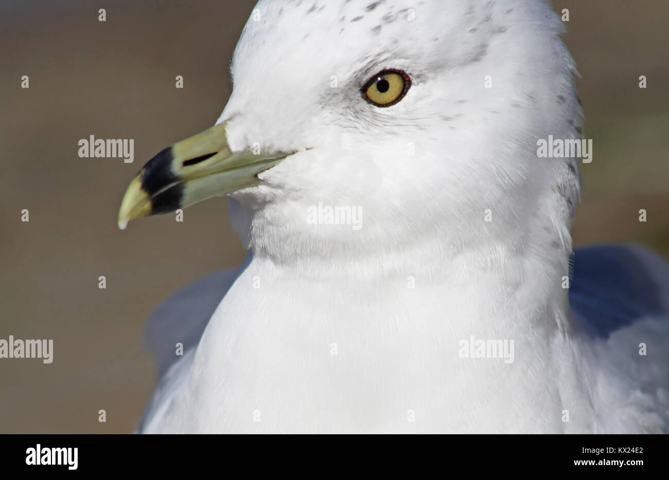 Close up yellow billed hi-res stock photography and images - Alamy