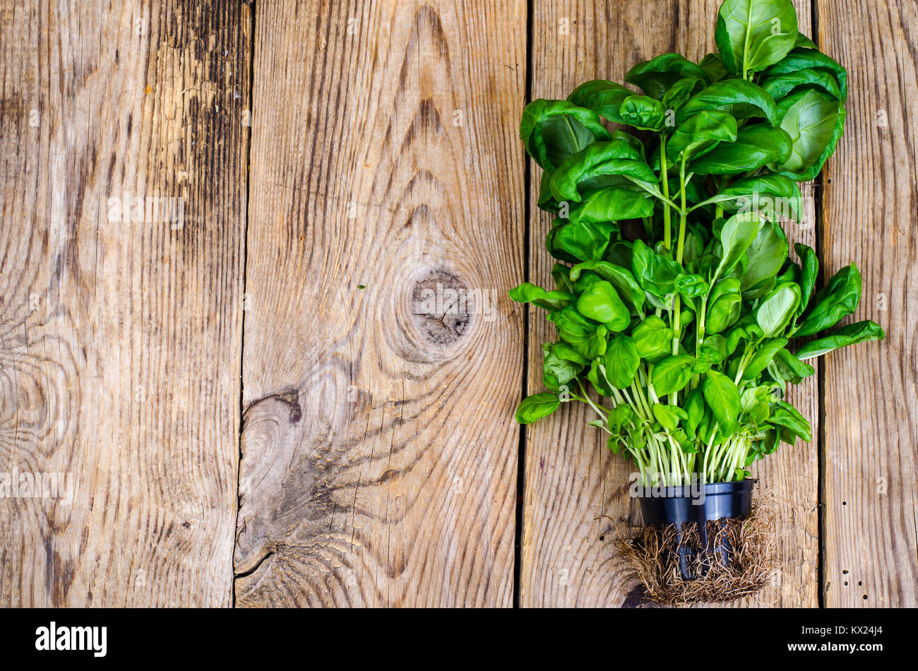 Сultivation of organic herbs, fresh green basil with roots Stock Photo ...