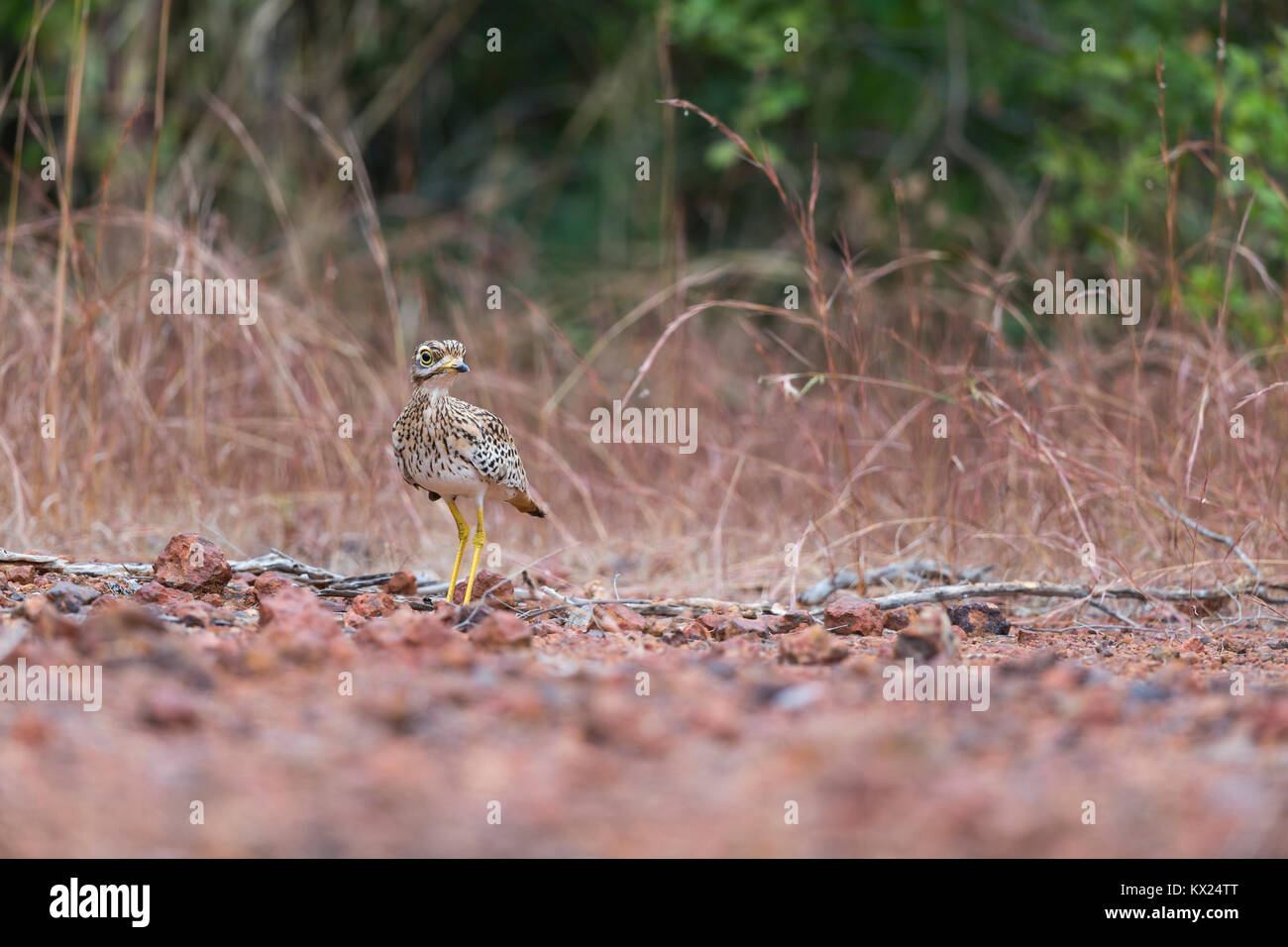 Spotted thick-knee Burhinus capensis, standing on red soil, Madina ...