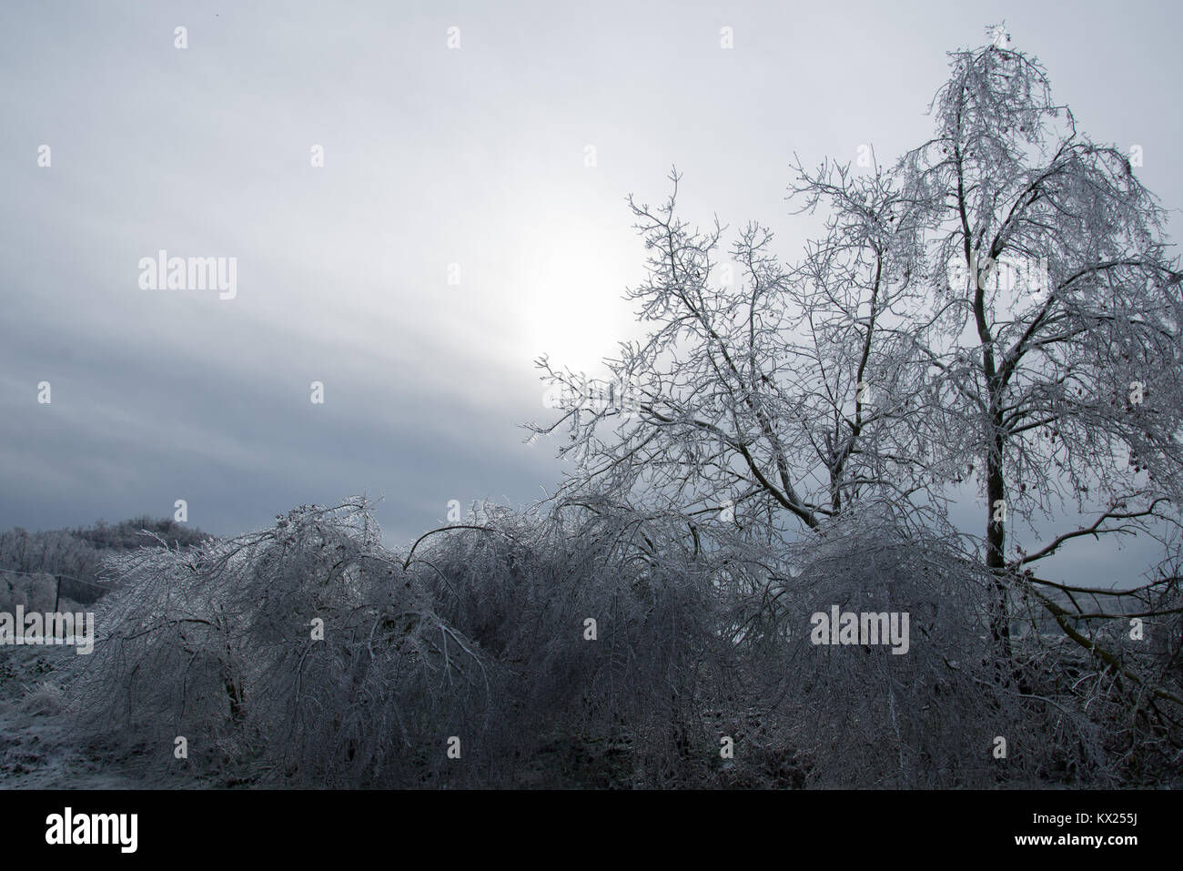 Glazed tree hi-res stock photography and images - Alamy