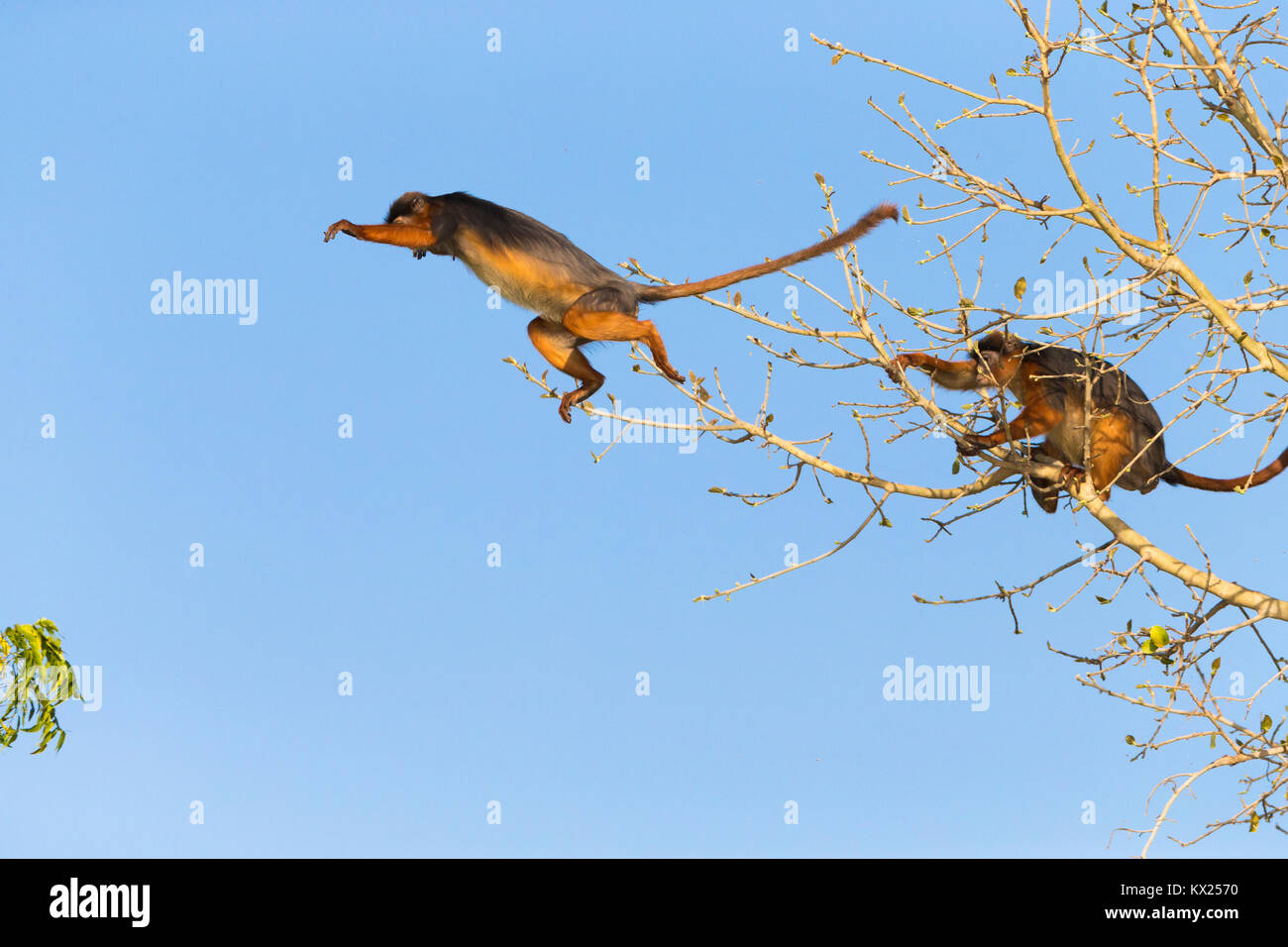 Western red colobus Procolobus badius, in mid-air leap to tree against ...
