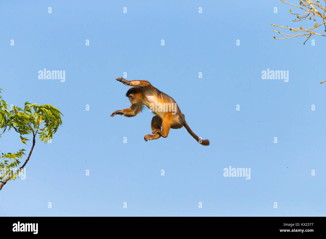 Western red colobus Procolobus badius, in mid-air leap to tree against ...